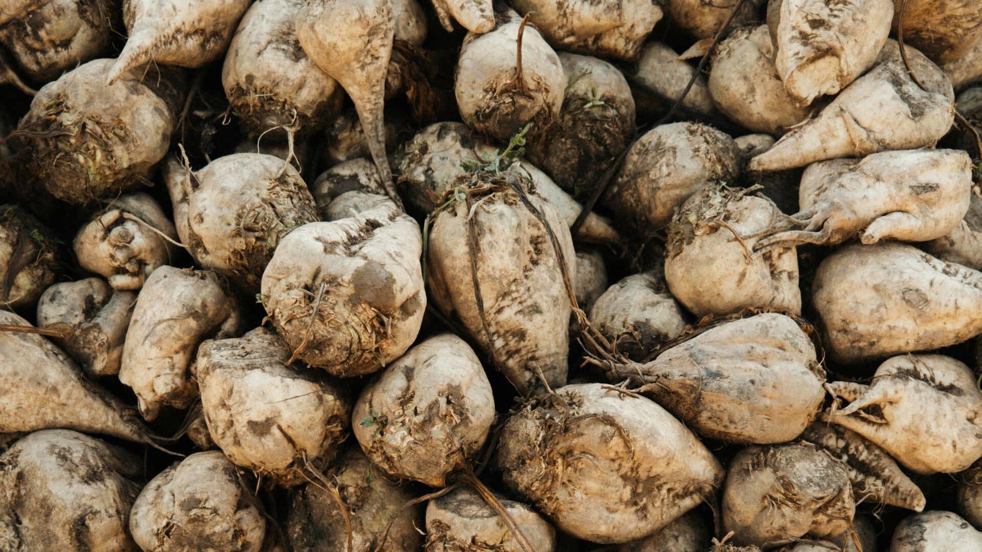 La filière de la betterave sucrière